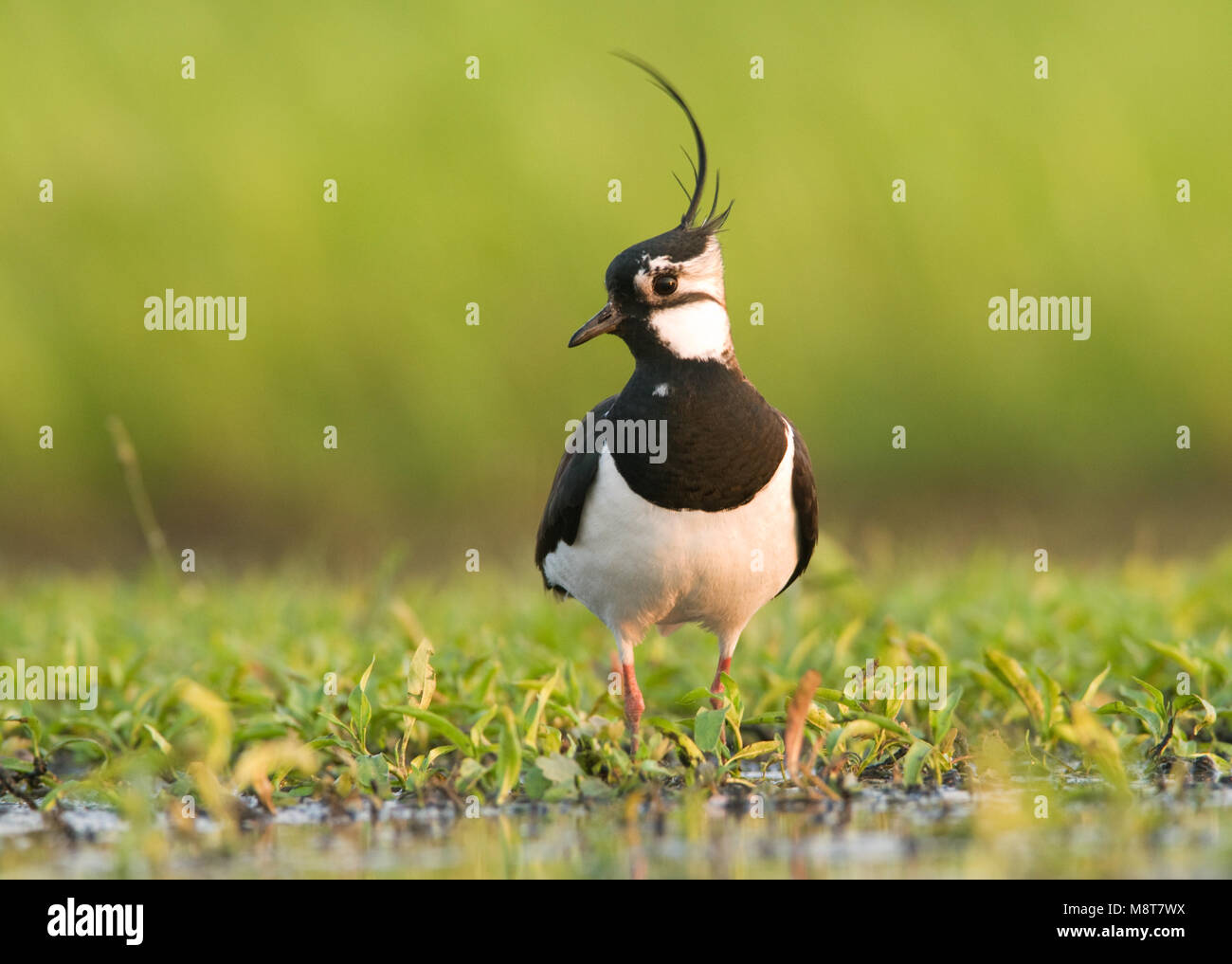 Adulte Kievit in nat weiland; Northern Lapwing in wet field Stock Photo ...