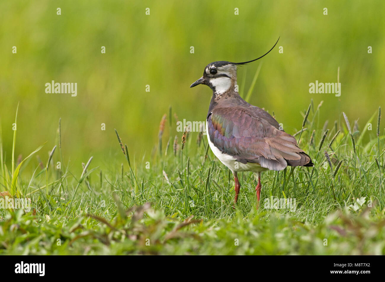 Kievit, Northern Lapwing, Vanellus vanellus Stock Photo - Alamy