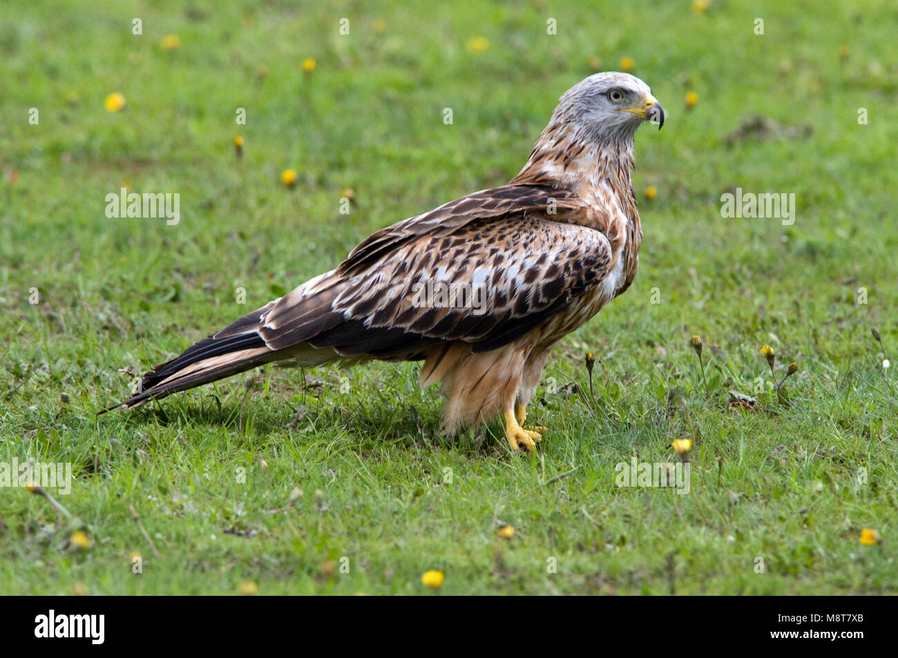 Rode Wouw zittend; Red Kite perched Stock Photo - Alamy
