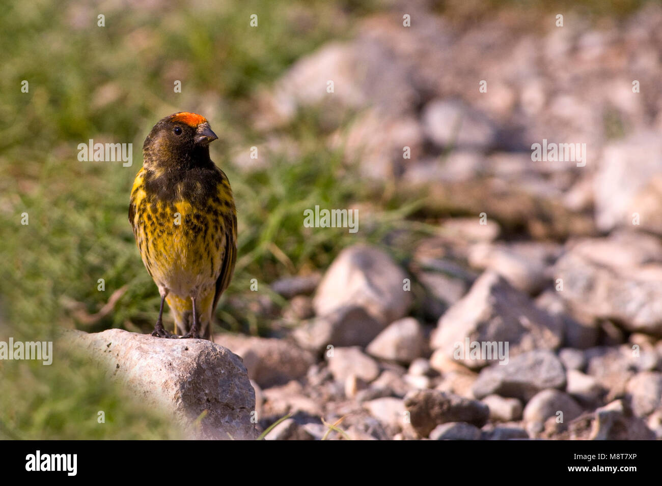 Serin serinus serinus bird male hi-res stock photography and images - Alamy