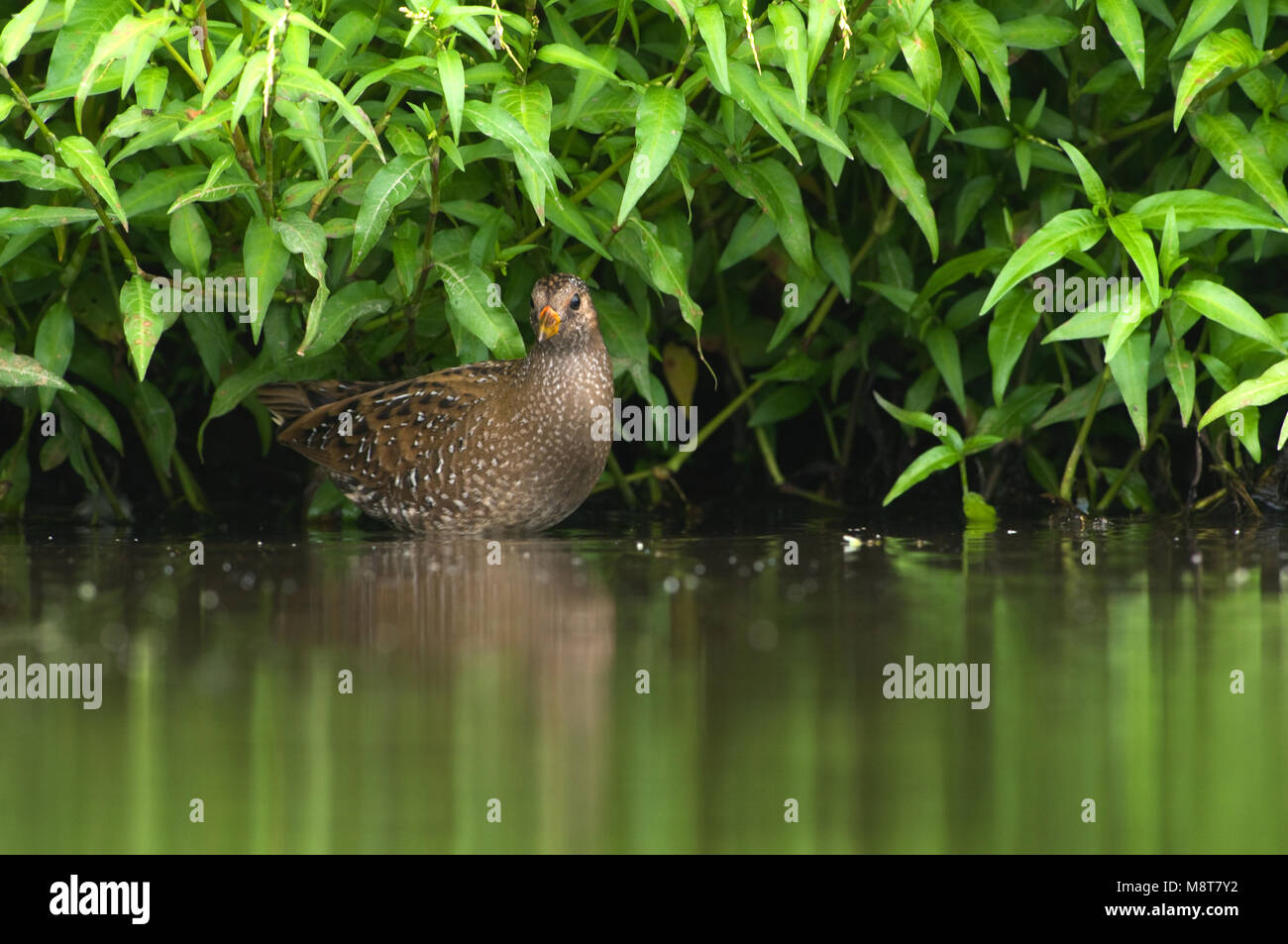 Porseleinhoen langs oever moeras; Spotted crake at edge of marsh Stock ...