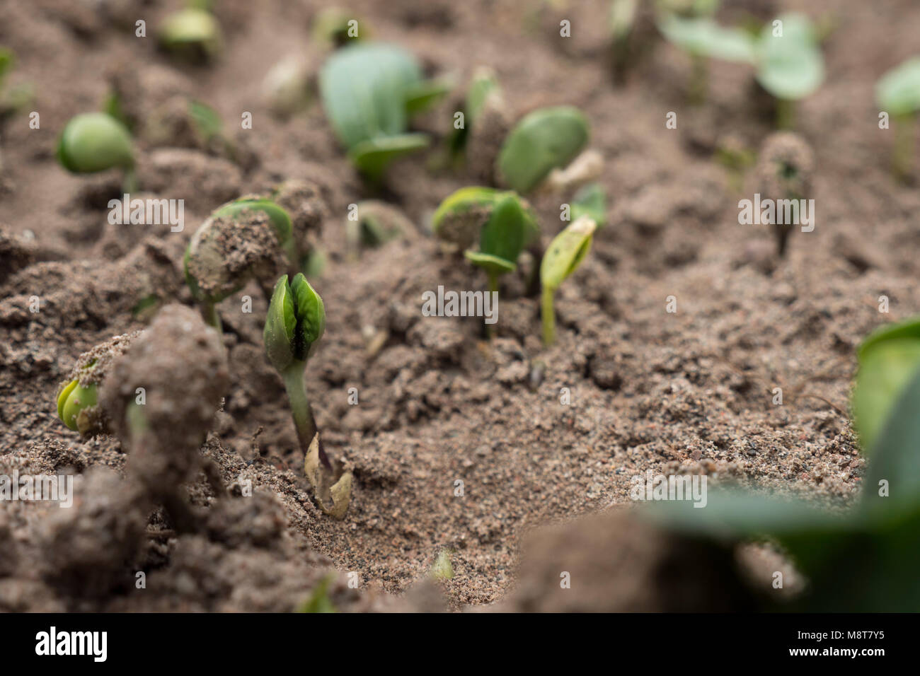 bean bud seedling growing out from soil in spring day Stock Photo - Alamy