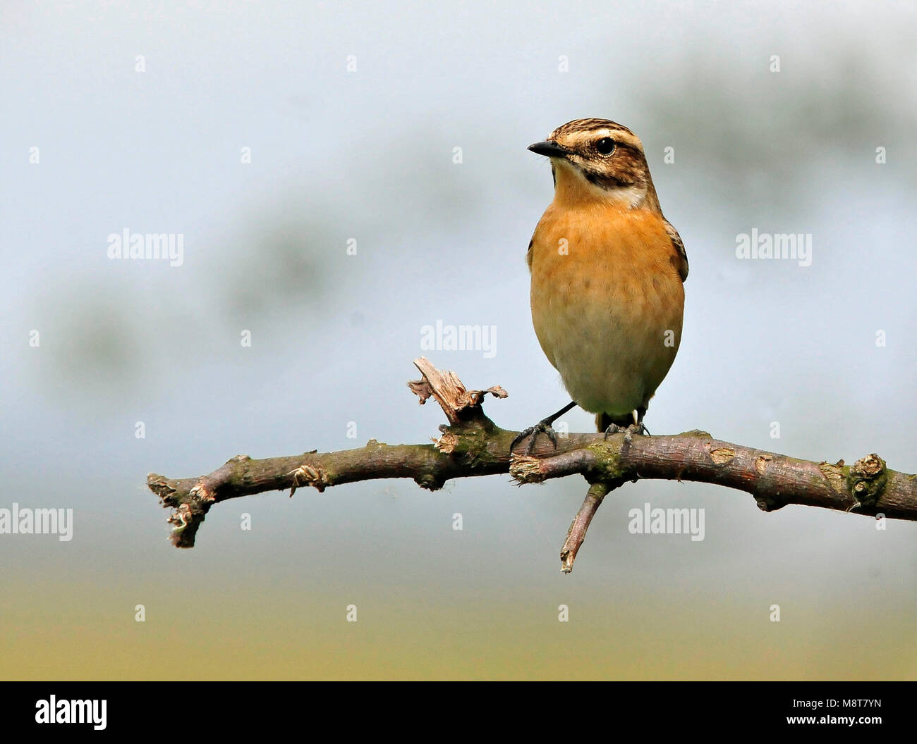 Winchat saxicola rubetra hi-res stock photography and images - Alamy