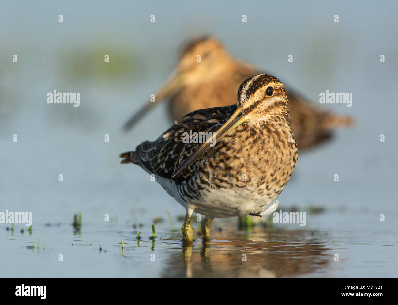 Watersnip, Common Snipe,Gallinago media Stock Photo - Alamy