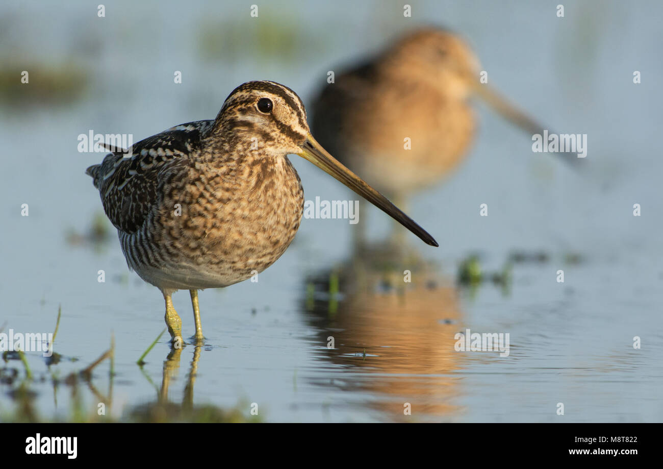 Watersnip, Common Snipe,Gallinago media Stock Photo - Alamy