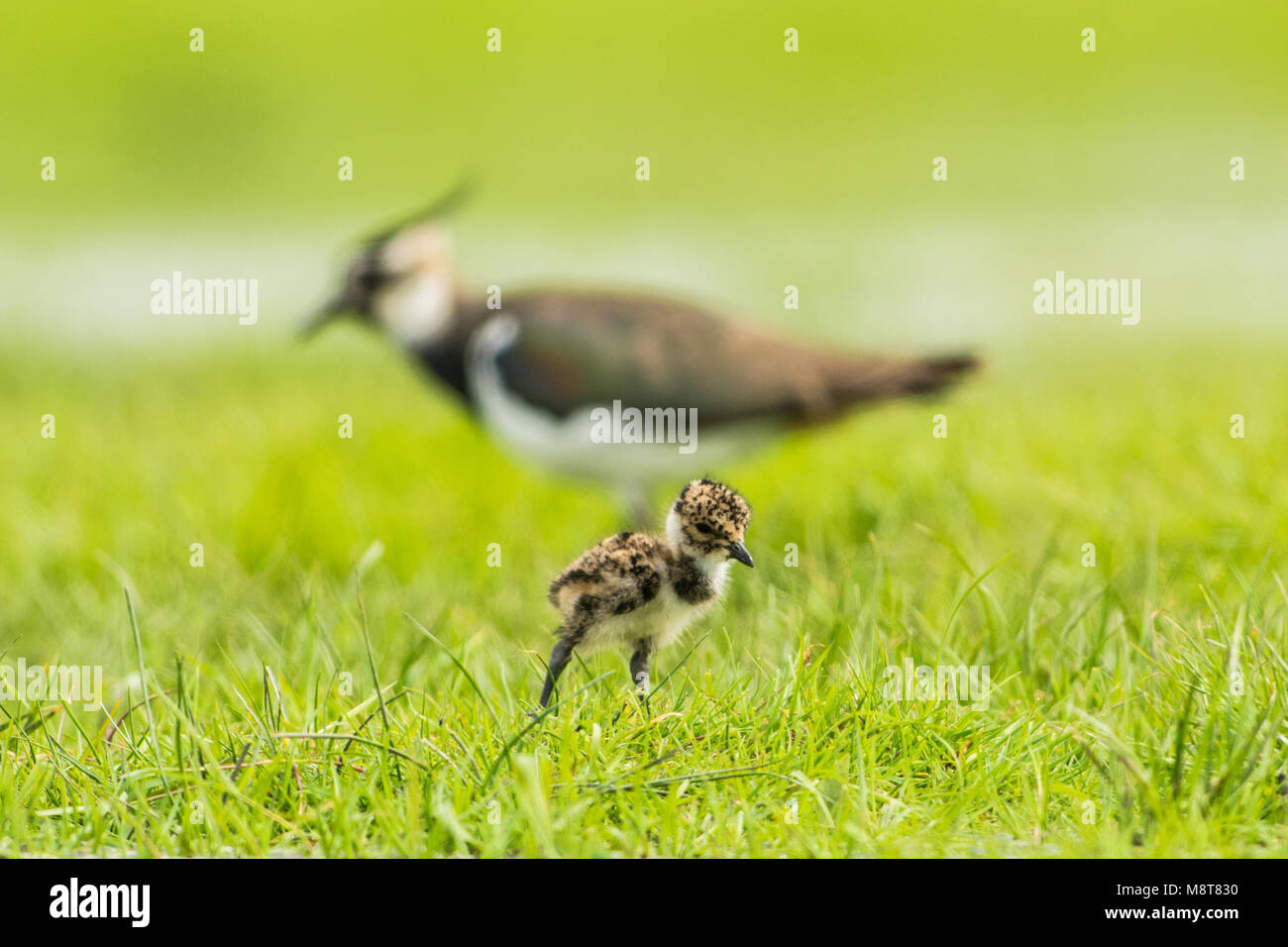 Kievit met jong; Northern Lapwing with young Stock Photo - Alamy