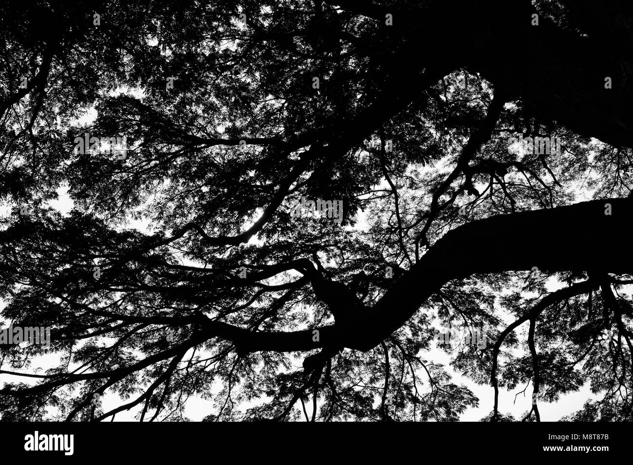 tree branch , black and white Stock Photo - Alamy