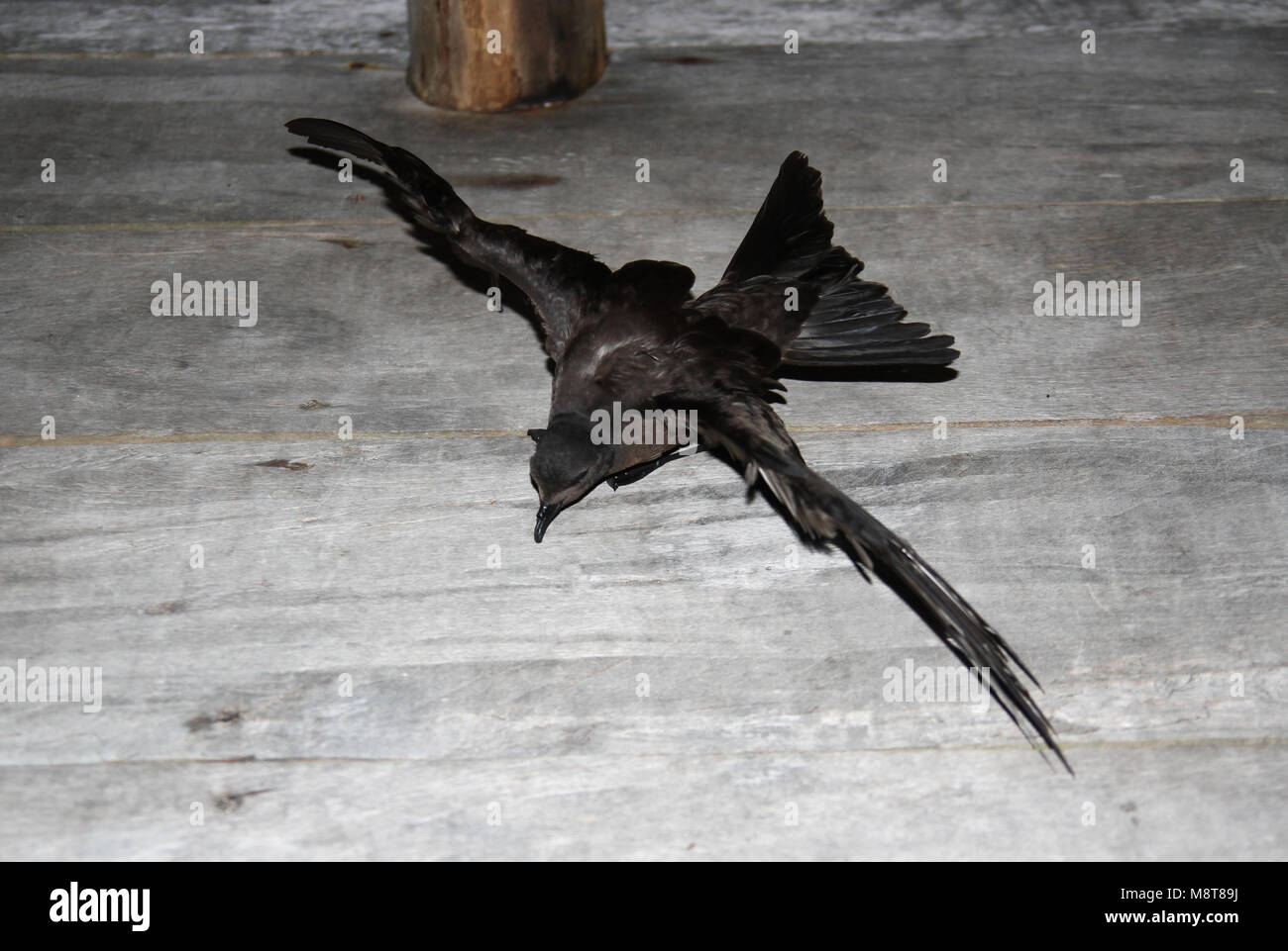 Chinees Stormvogeltje 's nachts aan boord van een expeditieschip ...