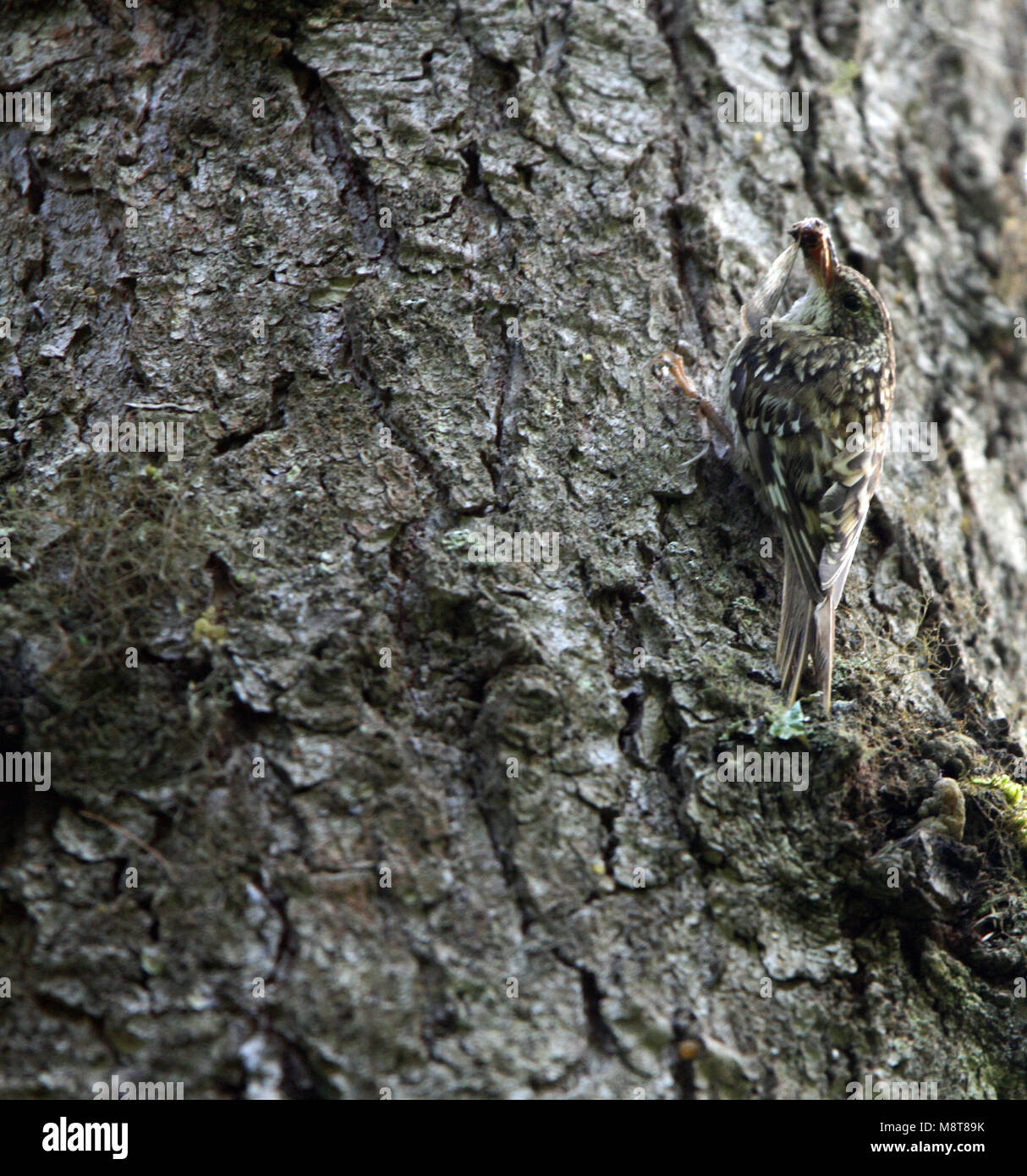The Sichuan Treecreeper (Certhia tianquanensis) is a rare species of ...