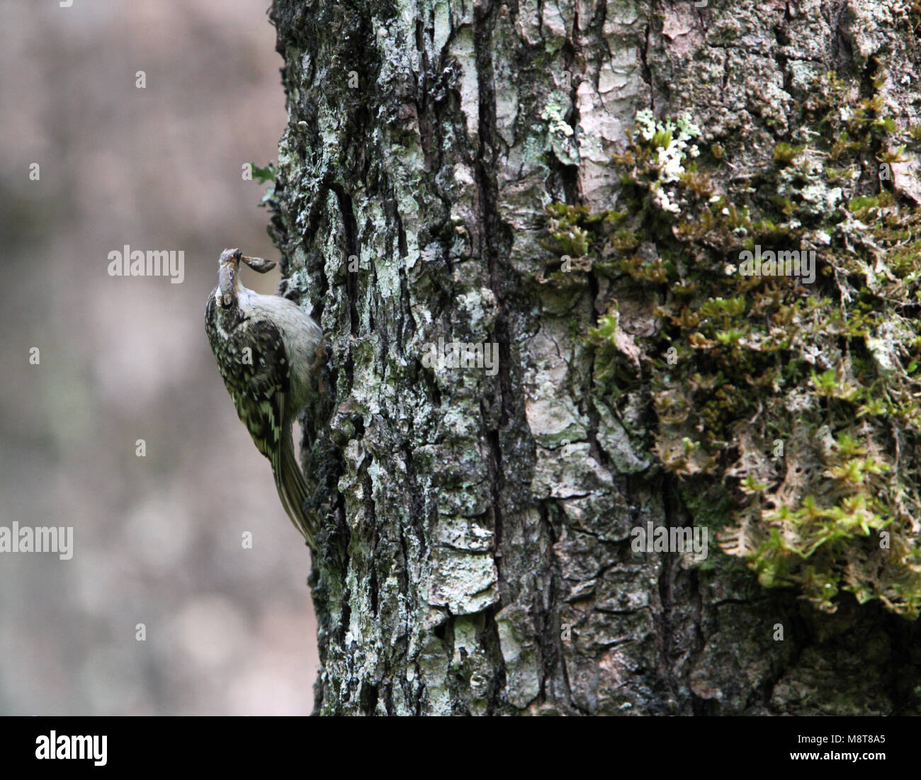 The Sichuan Treecreeper (Certhia tianquanensis) is a rare species of ...