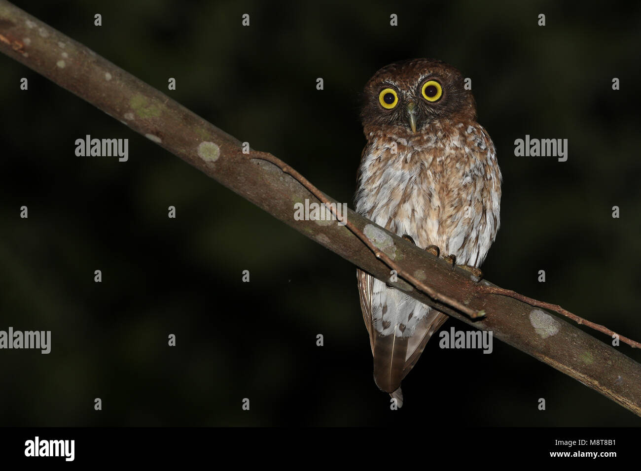 The Togian Boobook or Togian hawk-owl (Ninox burhani) is an owl ...