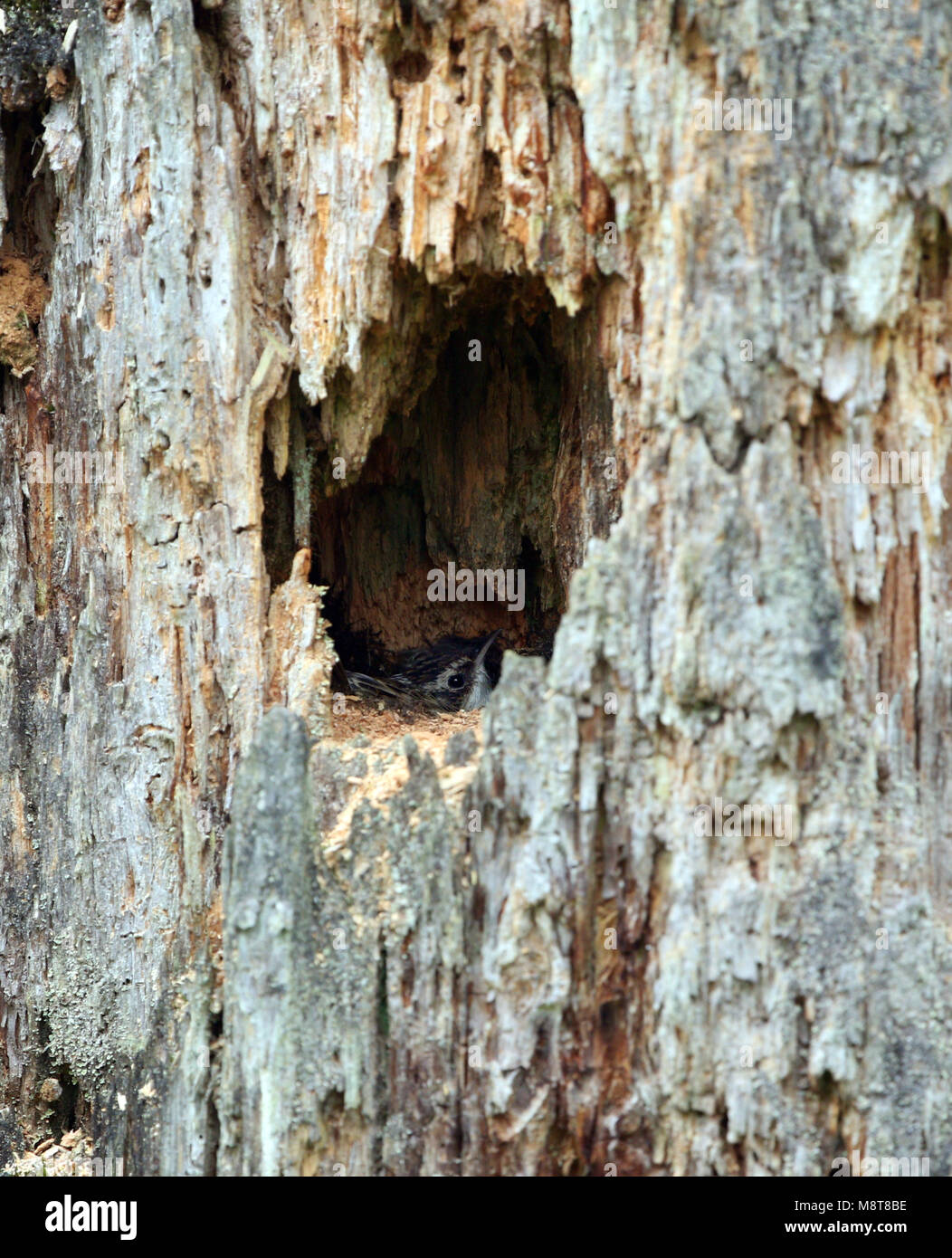 The Sichuan Treecreeper (Certhia tianquanensis) is a rare species of ...