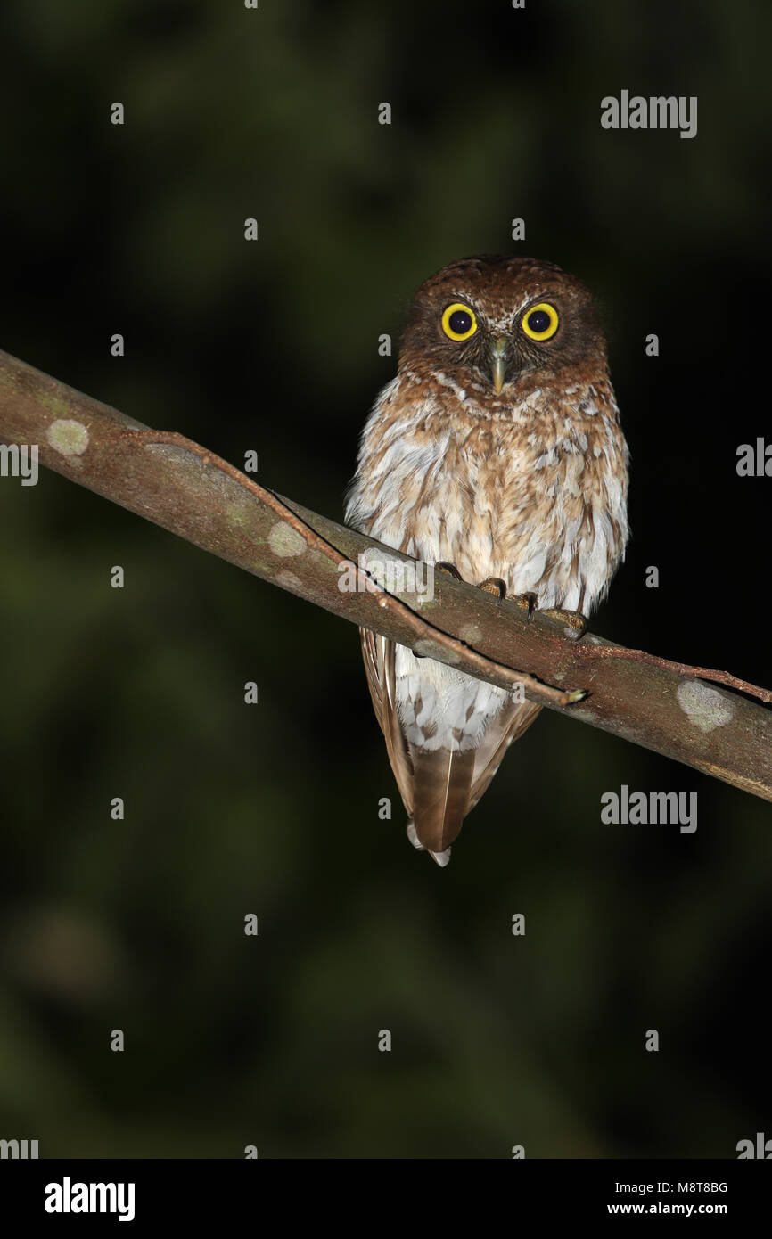 The Togian Boobook or Togian hawk-owl (Ninox burhani) is an owl ...