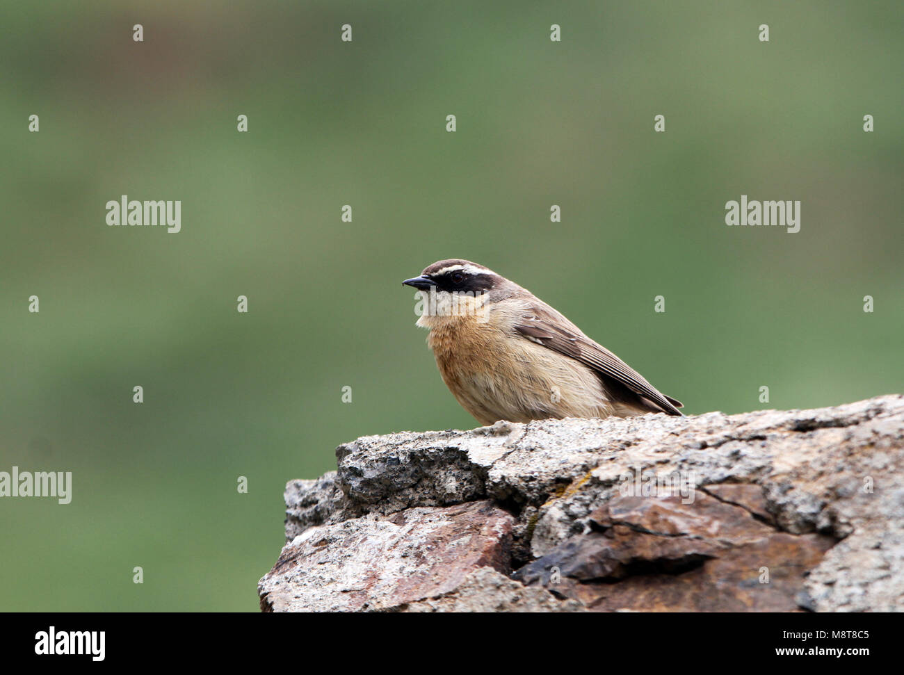 Bruine Heggenmus, Brown Accentor, Prunella fulvescens Stock Photo - Alamy