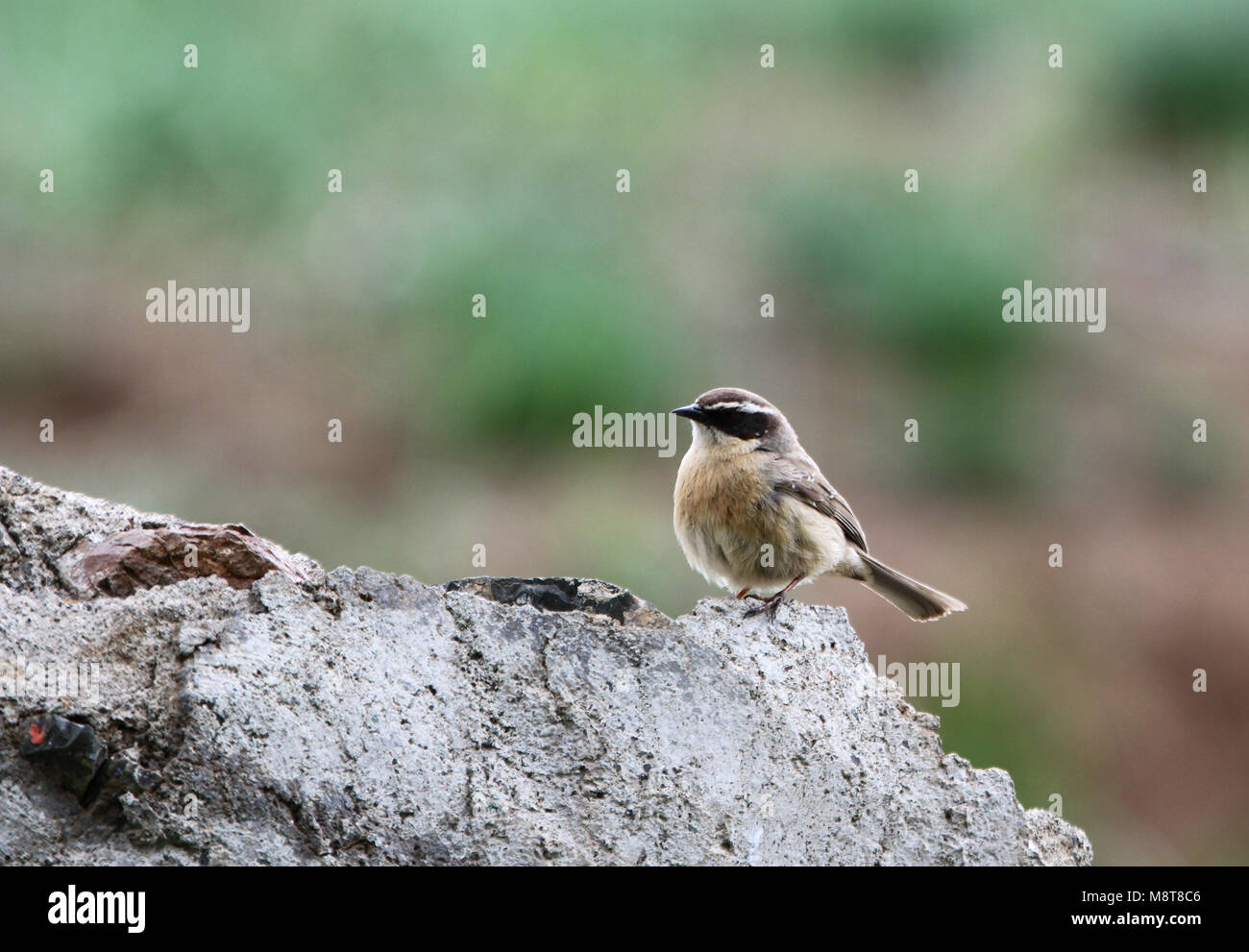 Bruine Heggenmus, Brown Accentor, Prunella fulvescens Stock Photo - Alamy