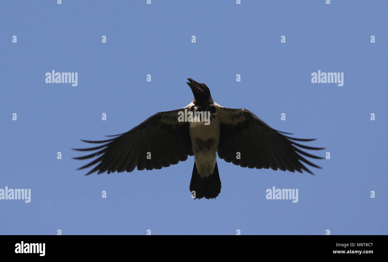 Mesopotamian Crow, Corvus (cornix) capellanus Stock Photo - Alamy