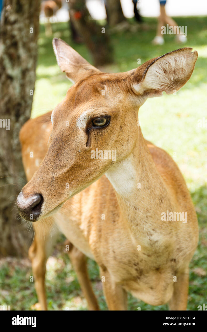 close up deer Stock Photo - Alamy