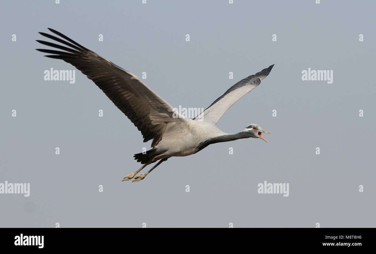 Keechan hi-res stock photography and images - Alamy