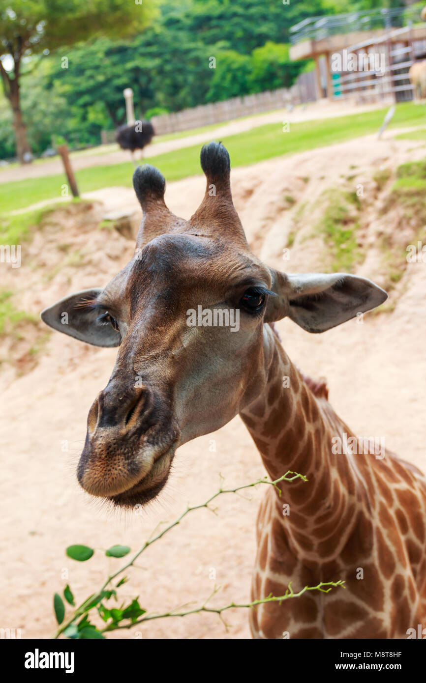 Giraffe in Zoo Stock Photo - Alamy