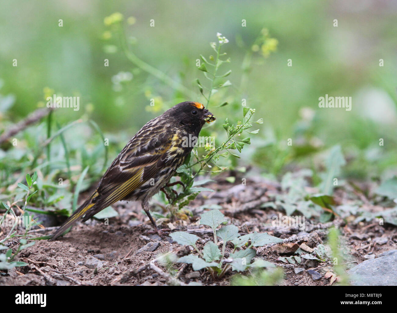 Red fronted serin serinus pusillus hi-res stock photography and images ...