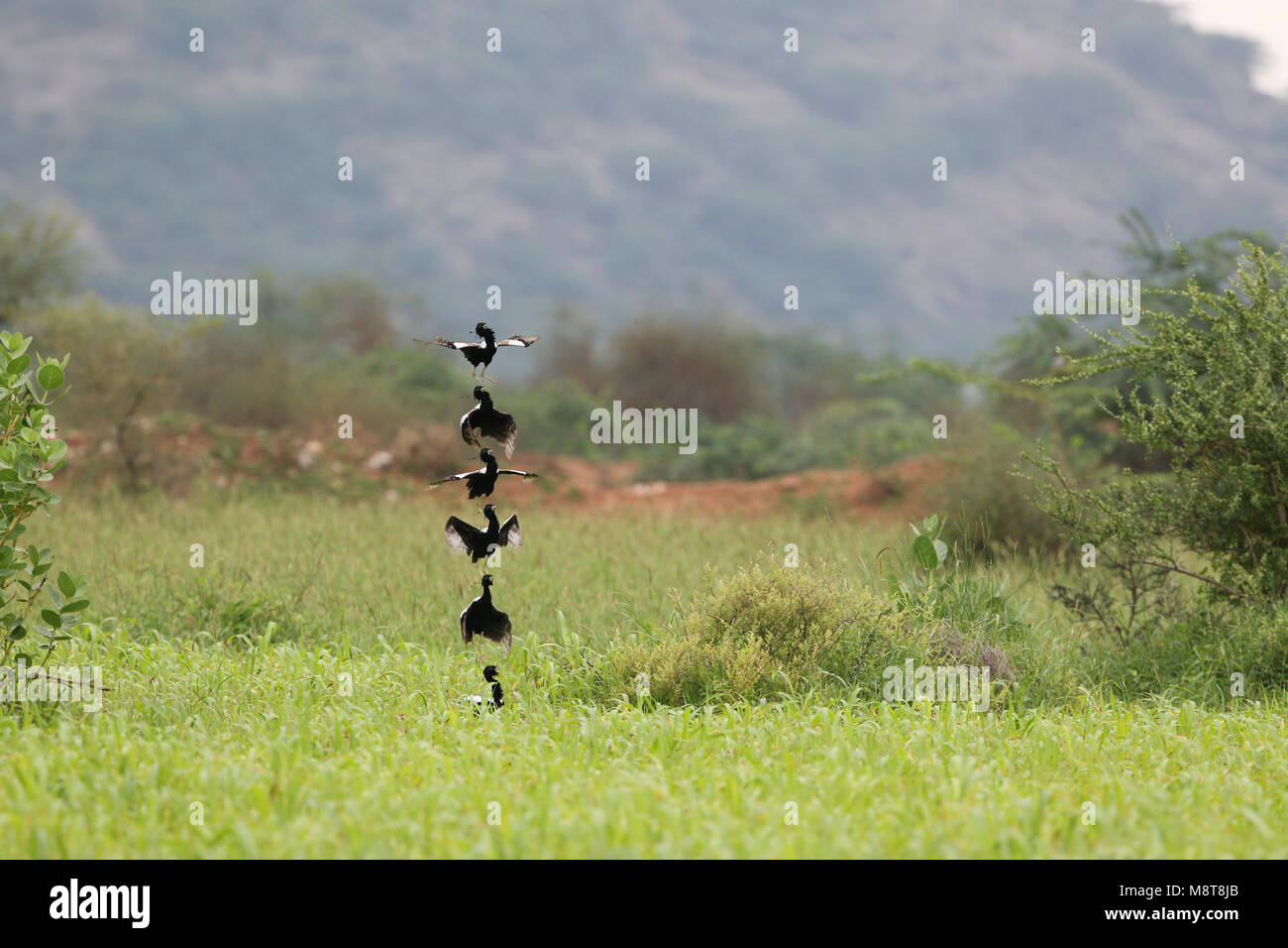 Compilatie van de balts van de Kleine Indische Trap; Compilation of a ...