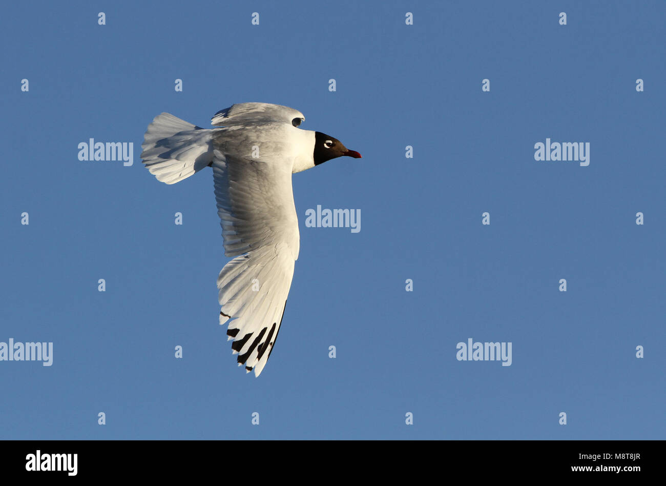 Relictmeeuw in vlucht; Relict Gull (Ichthyaetus relictus) flying Stock ...