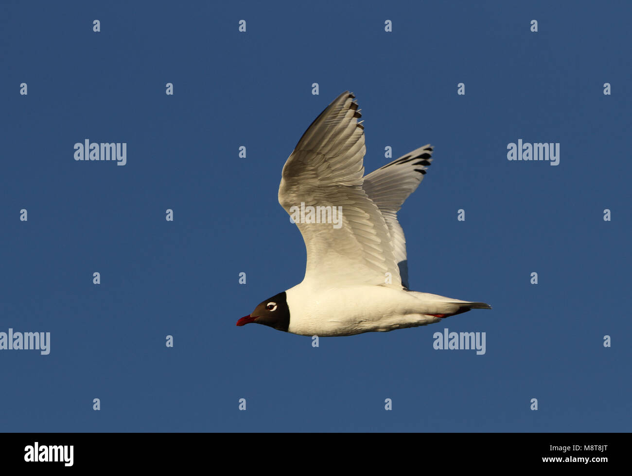 Relictmeeuw in vlucht; Relict Gull (Ichthyaetus relictus) flying Stock ...