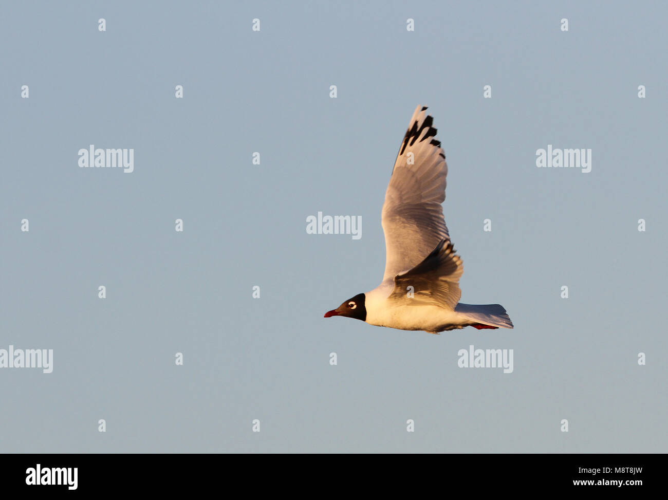 Relictmeeuw in vlucht; Relict Gull (Ichthyaetus relictus) flying Stock ...