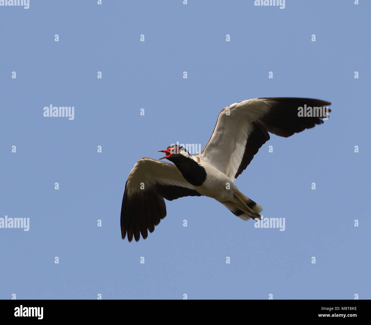 Red wattled lapwing hi-res stock photography and images - Alamy