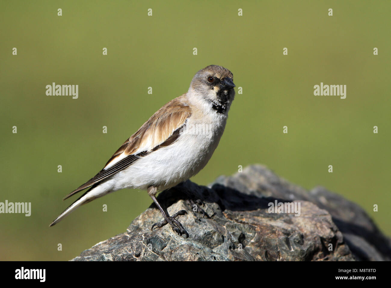White winged snowfinch hi-res stock photography and images - Alamy