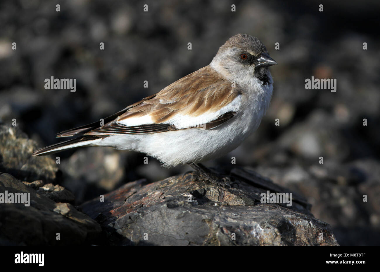 White winged snowfinch hi-res stock photography and images - Alamy