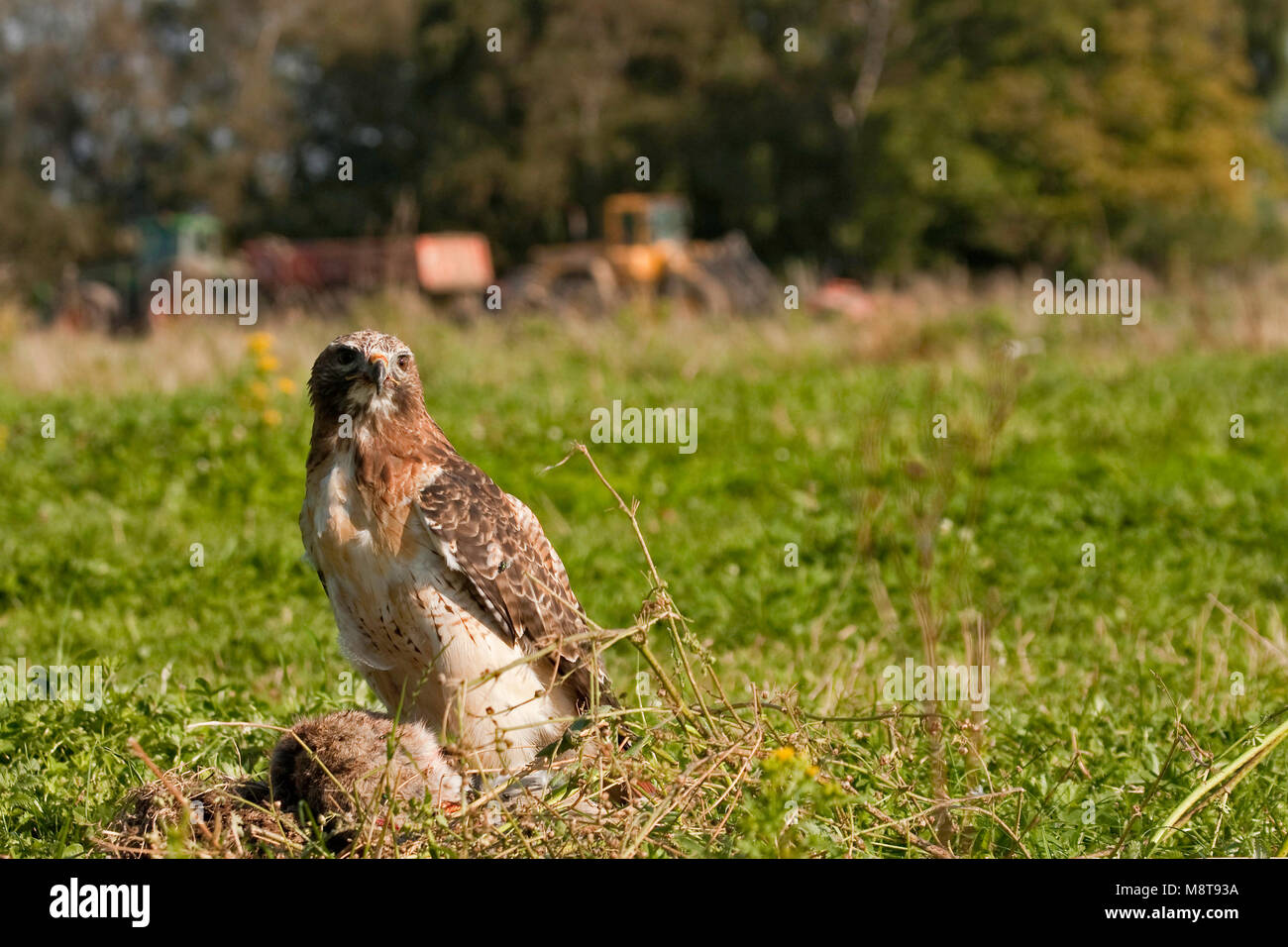 Dead common rabbit hi-res stock photography and images - Alamy