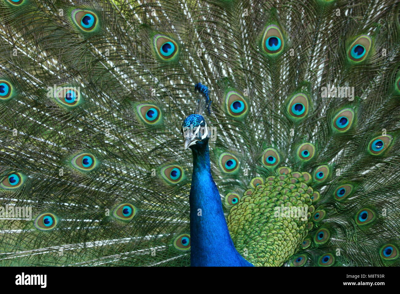 Pauw hi-res stock photography and images - Alamy