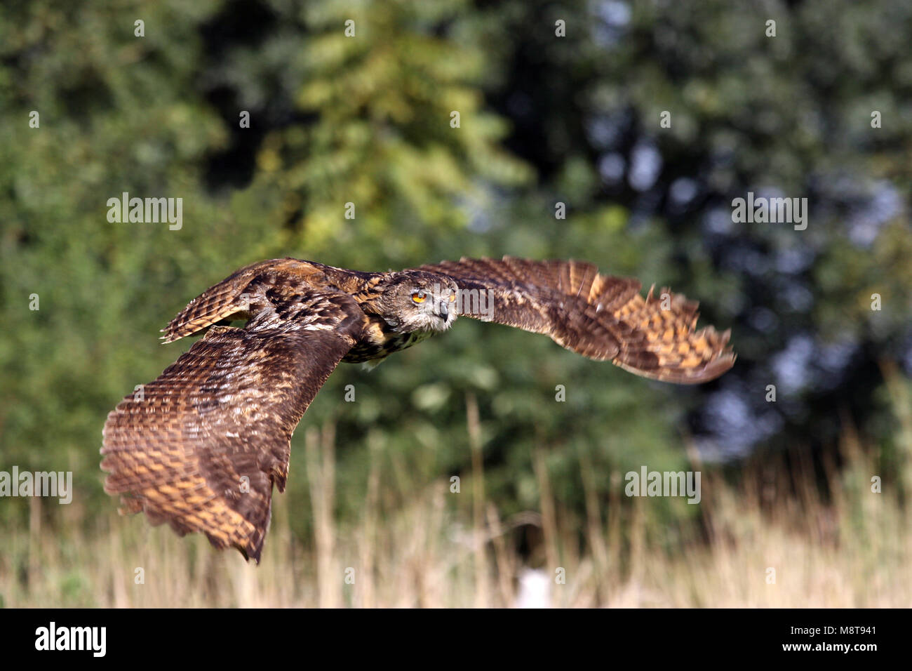 Flying eagle owl hi-res stock photography and images - Alamy