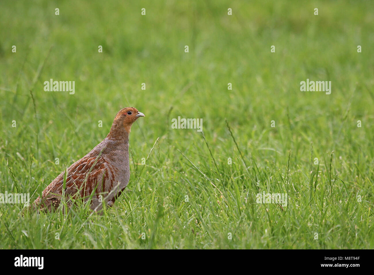 Patrijs op gras; Grey Partridge on grass Stock Photo - Alamy