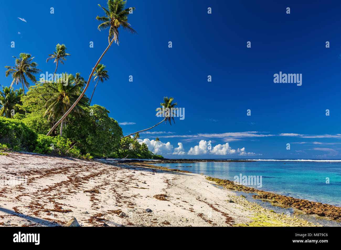 Tropical Samoa beach with palm trees during low tide, south side of ...