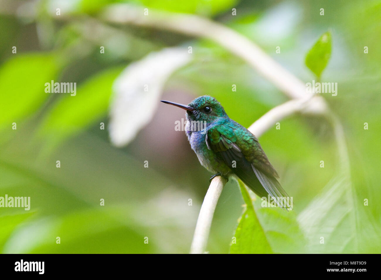 Blauwbuikamazilia; Blue-chested Hummingbird Stock Photo - Alamy