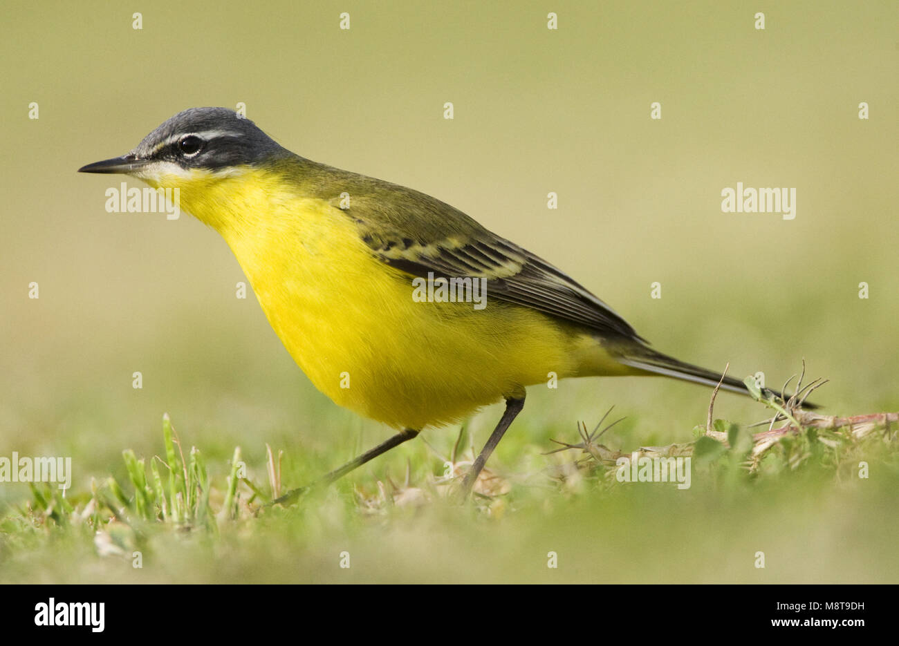 Blue headed wagtail hi-res stock photography and images - Alamy