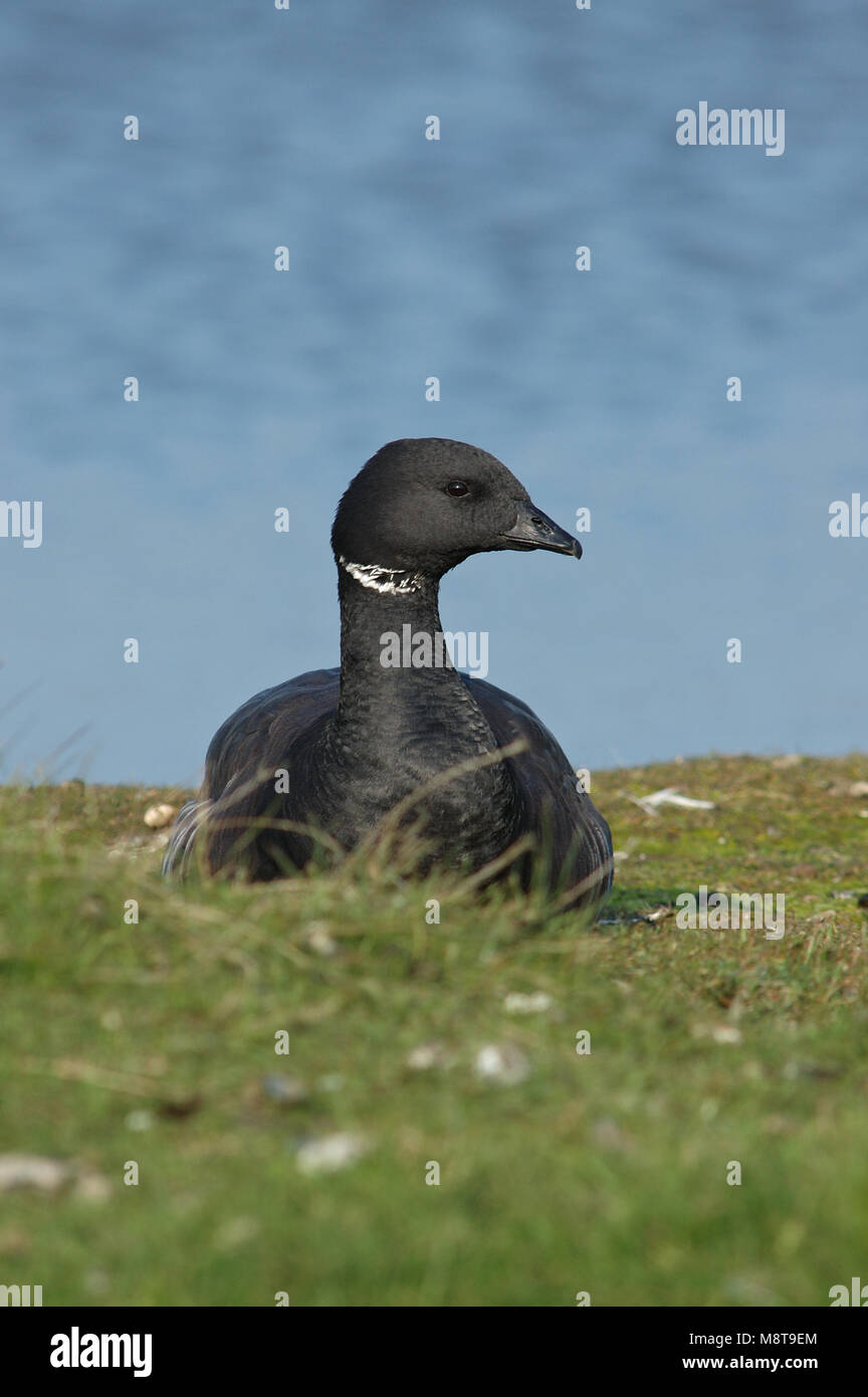 Rotgans in zit; Dark-bellied Brent Goose perched Stock Photo - Alamy