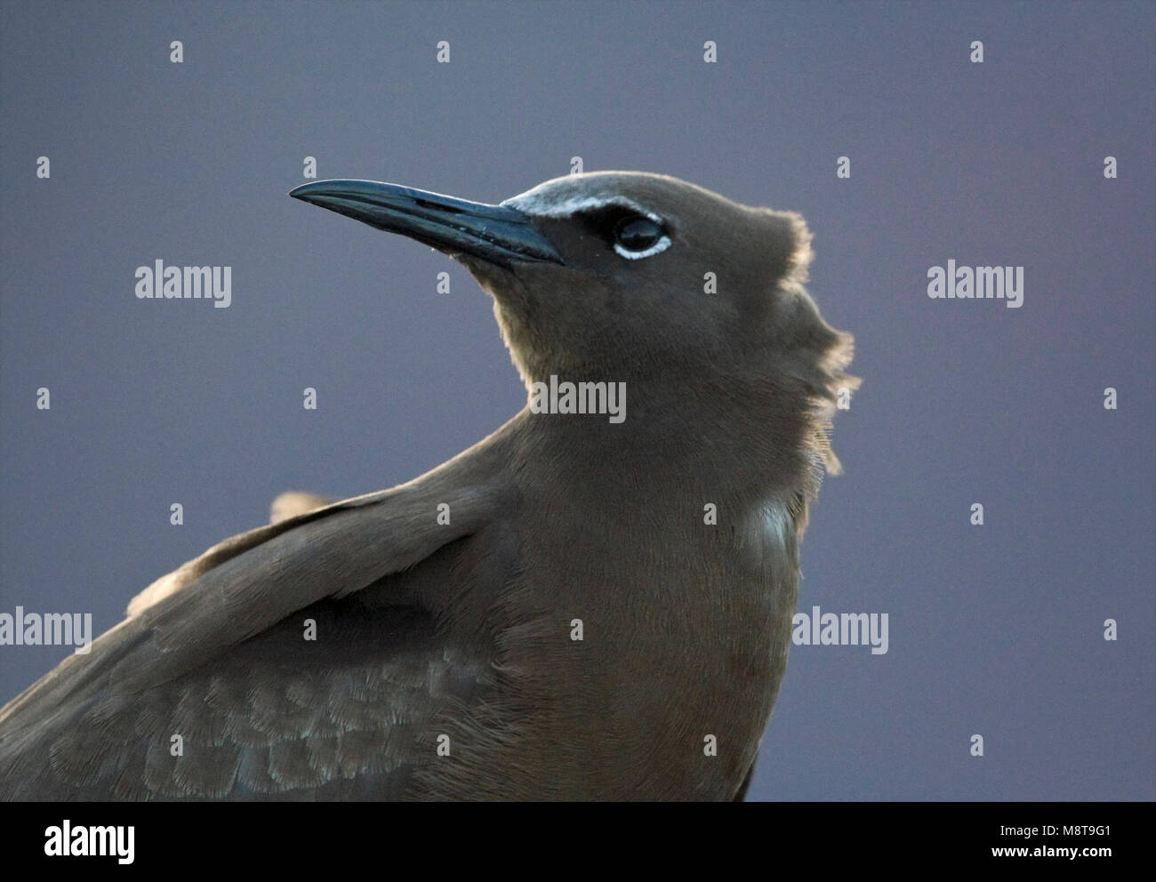 Brown Noddy, Noddy, Anous stolidus Stock Photo - Alamy