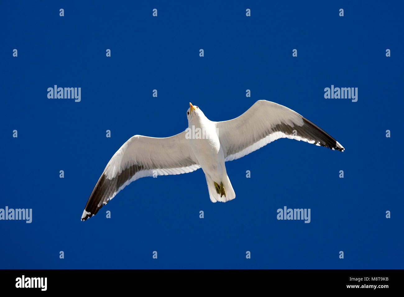 Kelpmeeuw in de vlucht; Cape Gull in flight Stock Photo - Alamy
