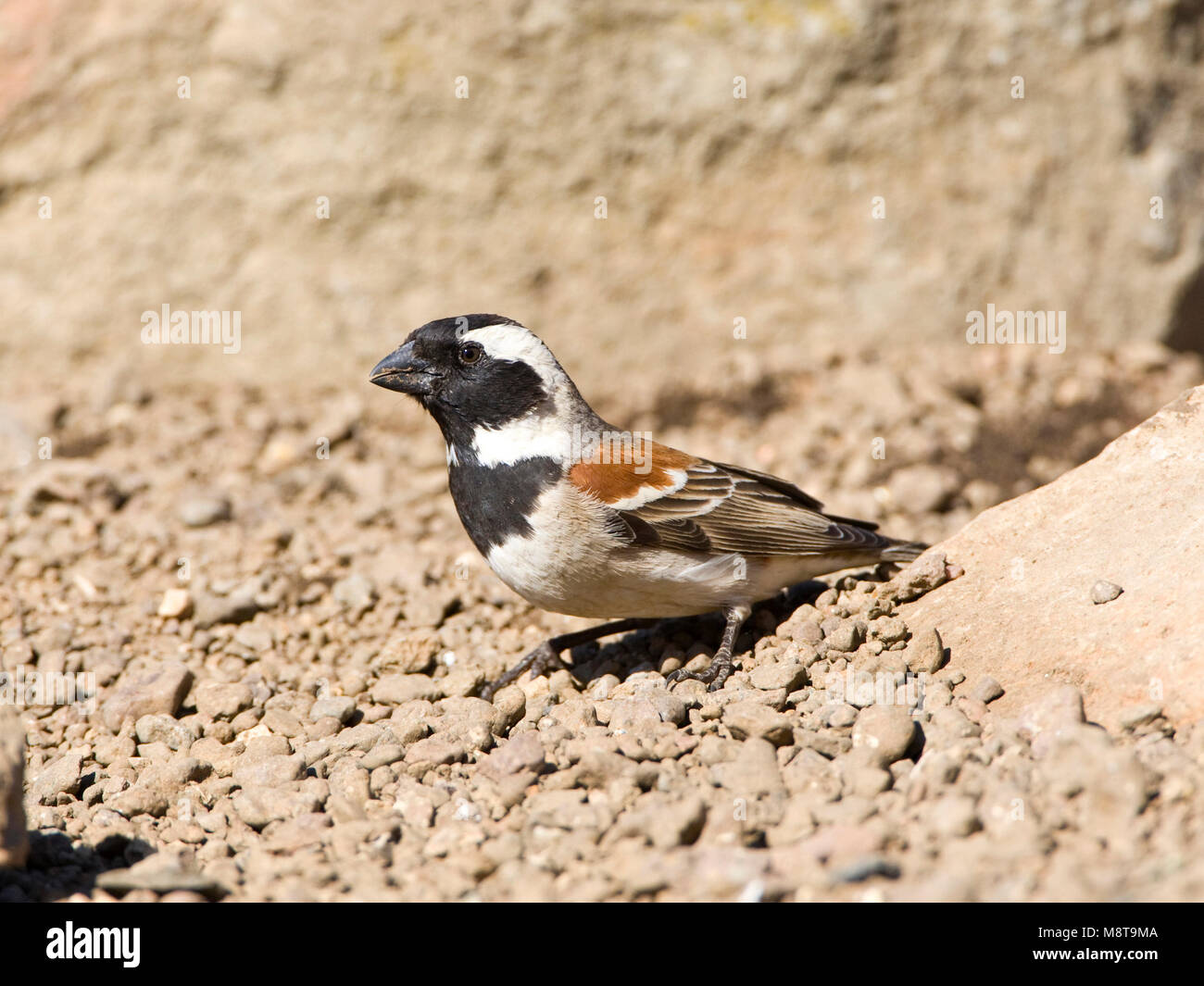 Volwassen kaapse hi-res stock photography and images - Alamy