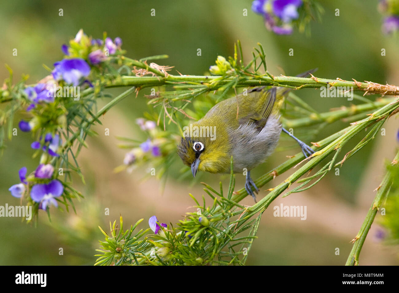 Kaapse Brilvogel foeragerend in struikje; Cape White-eye foraging in ...