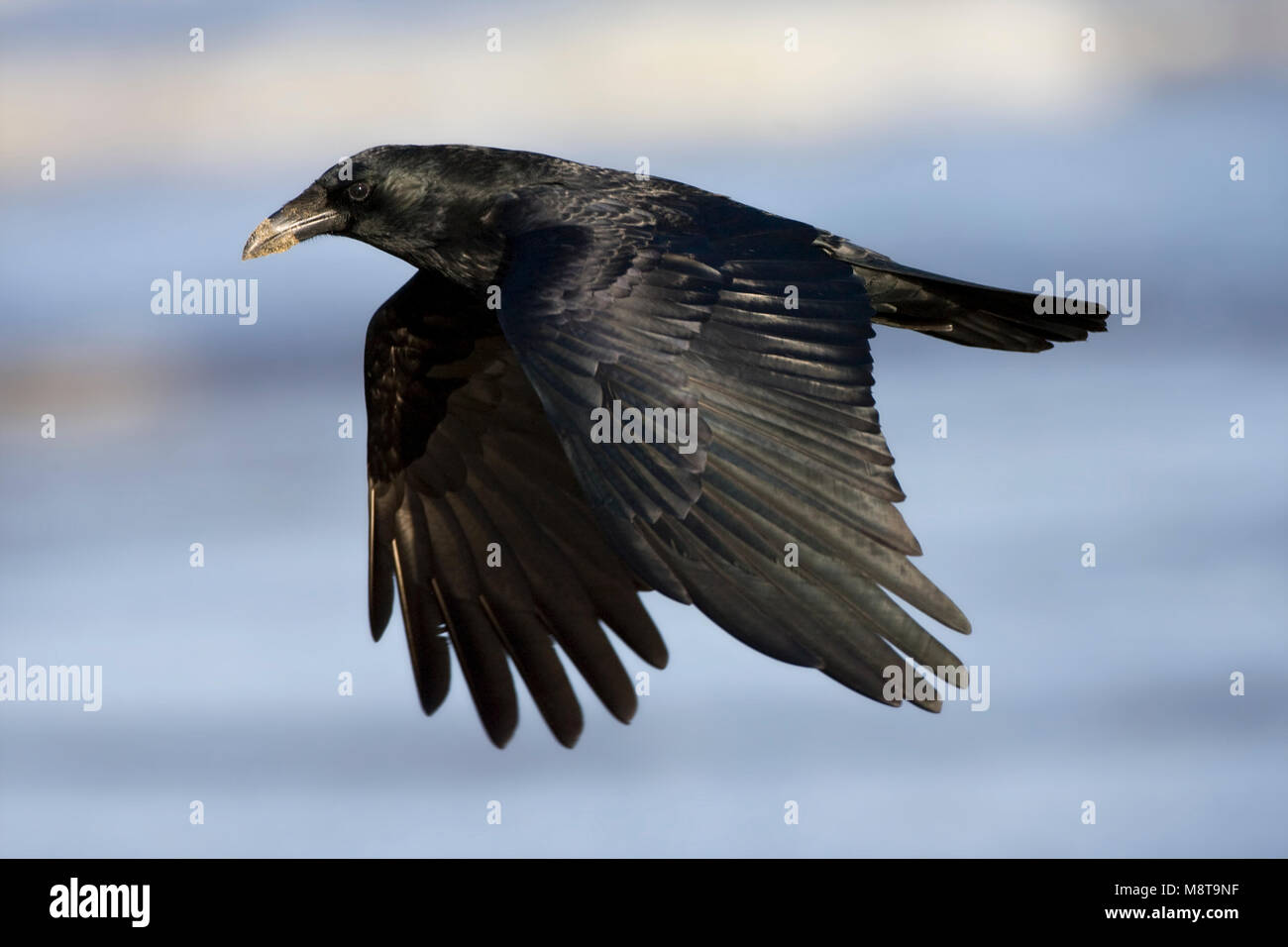 Zwarte Kraai in vlucht; Carrion Crow in flight Stock Photo - Alamy