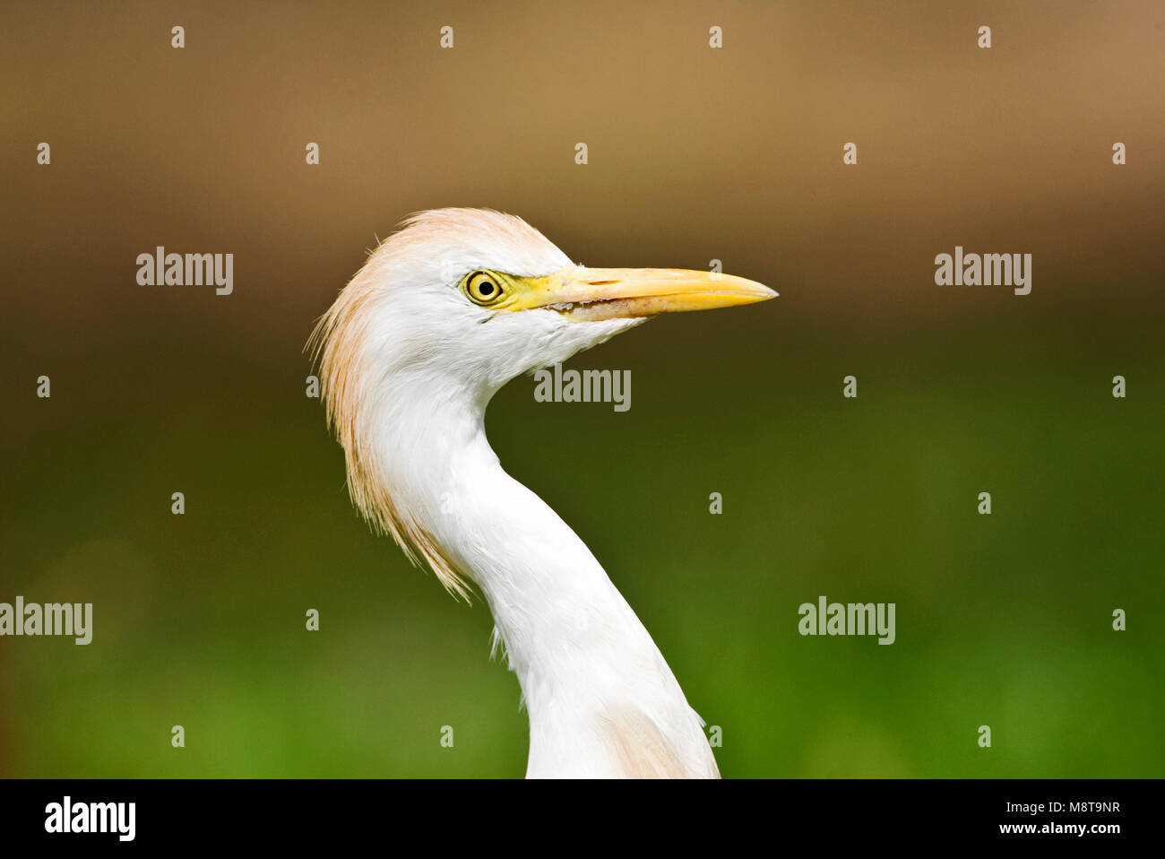 Koereiger portret; Cattle Egret close-up Stock Photo - Alamy