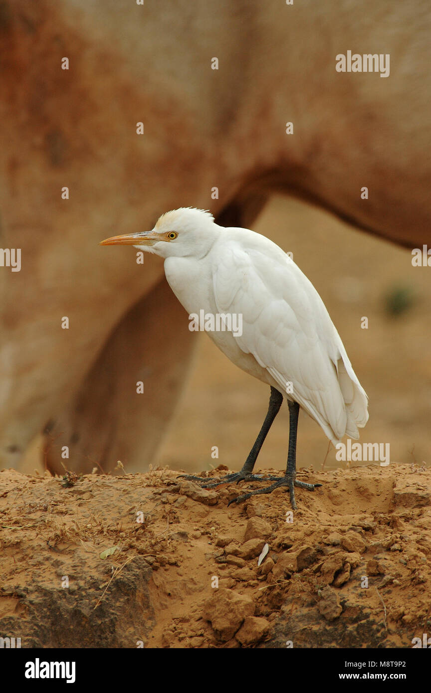 Cattle Egret standing; Koereiger staand Stock Photo - Alamy