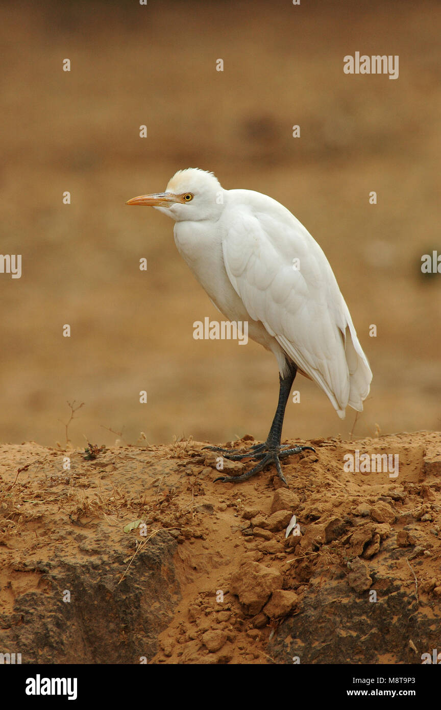 Cattle Egret standing; Koereiger staand Stock Photo - Alamy