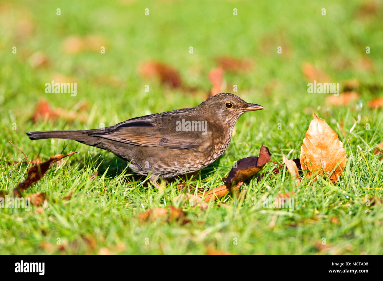 Vrouwtje Merel in grasveld; Female European Blackbird on grassy field ...
