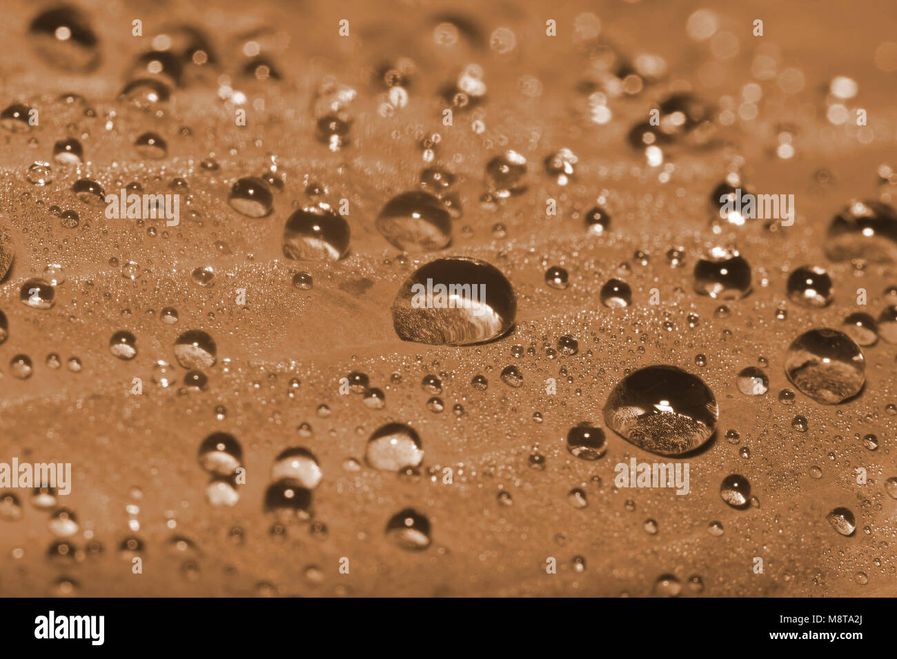 Morning dew on a close-up sheet. Macro. Toning in pantone color ...