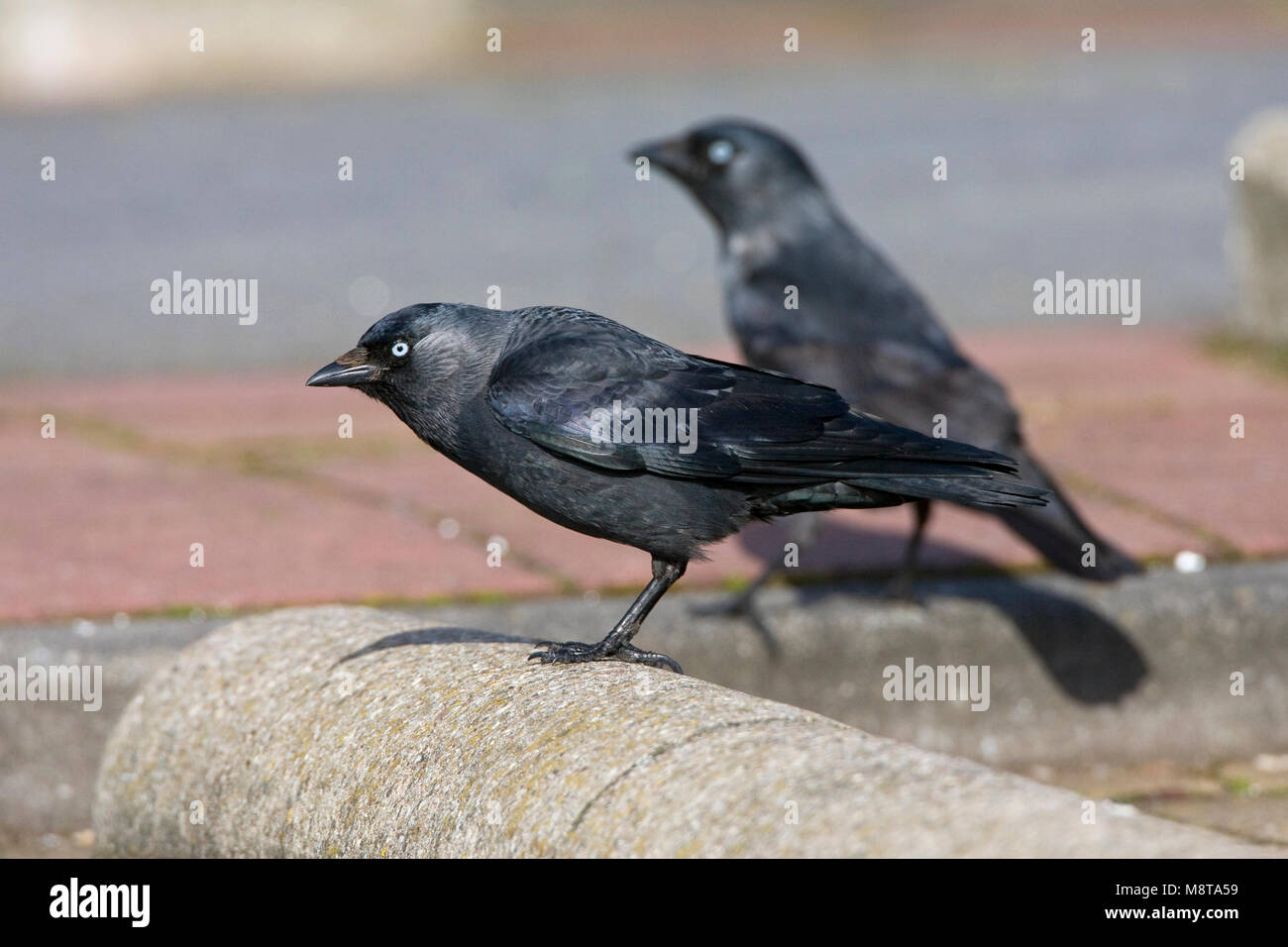 Kauw op straat; Western Jackdaw on the pavement Stock Photo - Alamy